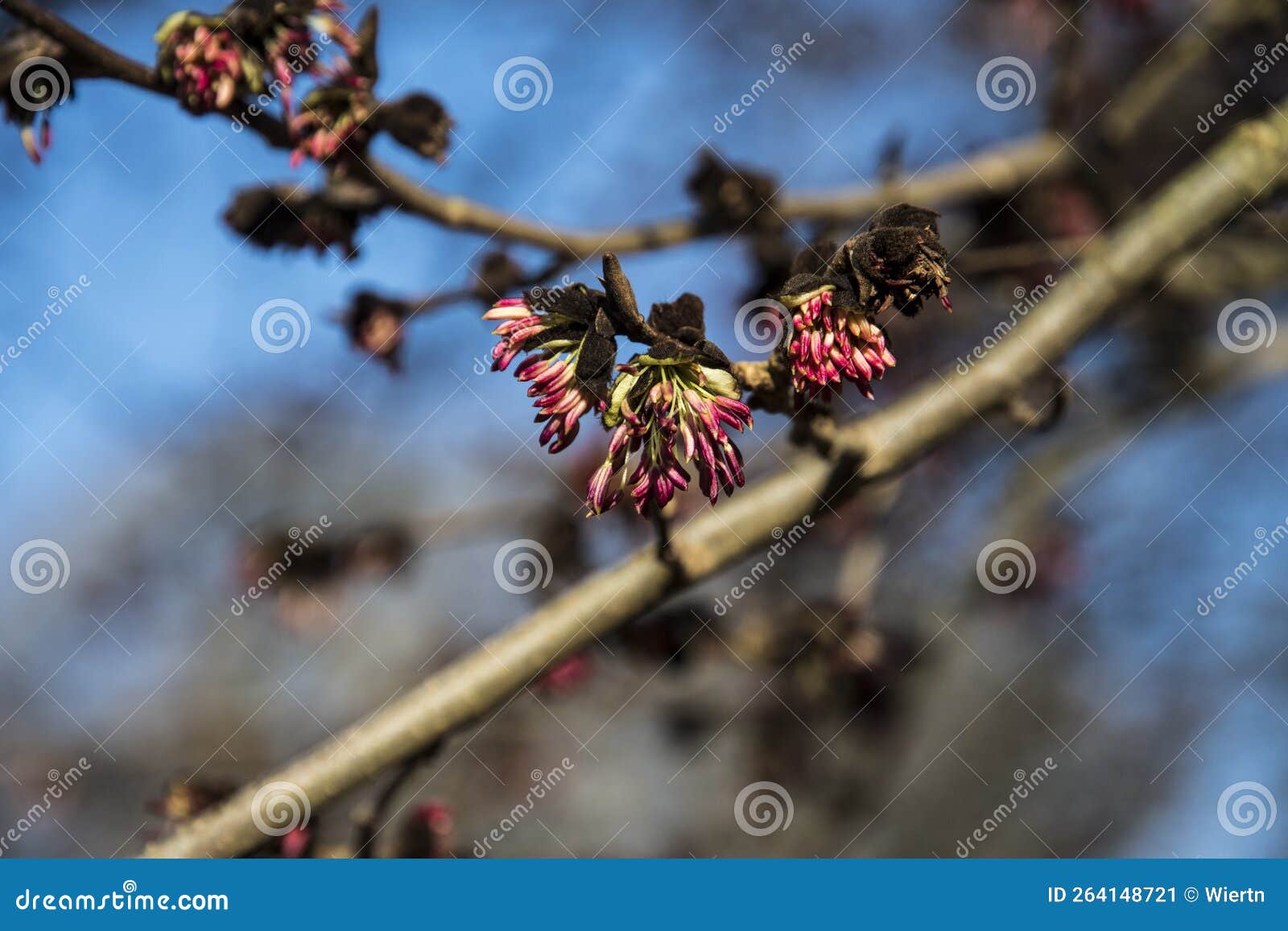 Parrotia Persica or Persian Ironwood Stock Image - Image of hardy ...