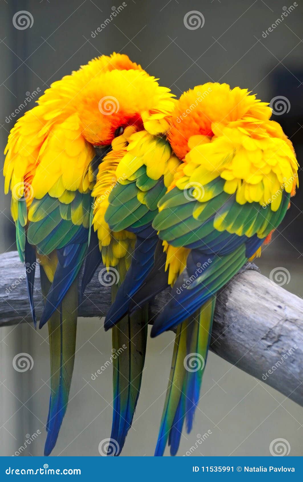 Parrots stock image. Image of cute, parrot, form, conure - 11535991
