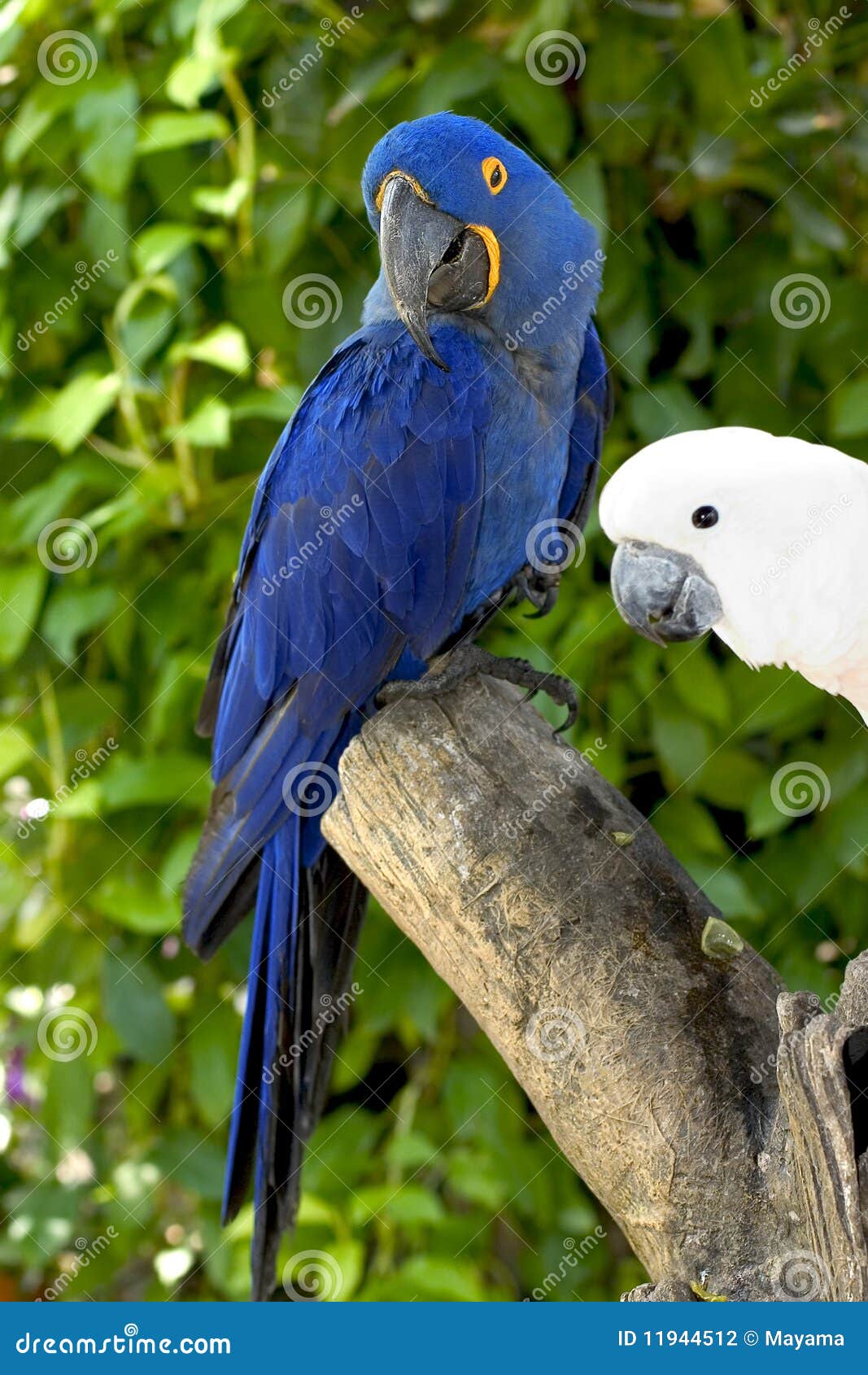 Parrots stock photo. Image of blue, beauty, hawaii, turquoise - 11944512
