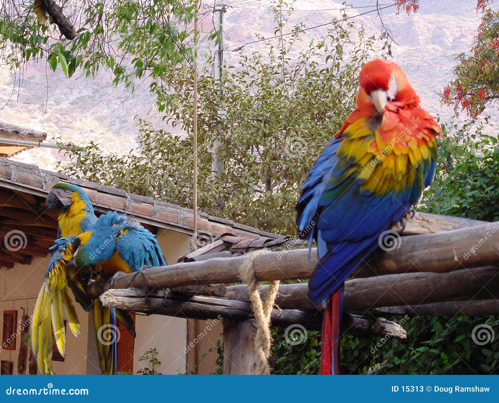 Parrots stock image. Image of bird, parrot, tropical, plummage - 15313
