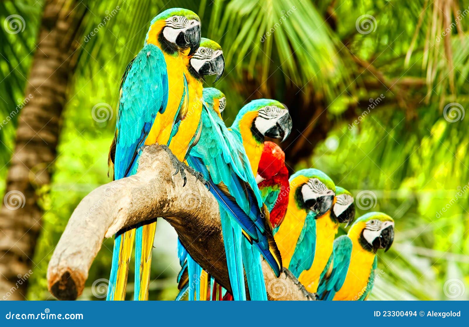 The parrots stock photo. Image of wild, home, parrots - 23300494