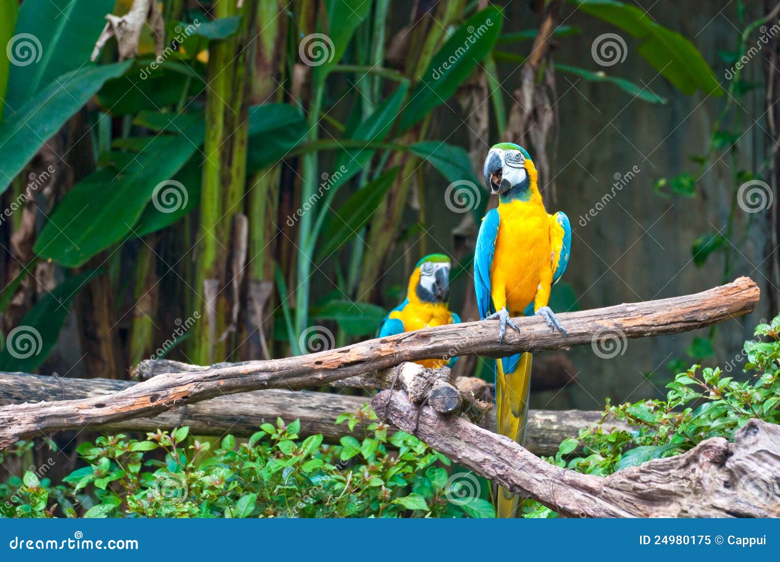 Parrots stock image. Image of blue, shot, parrot, smile - 24980175