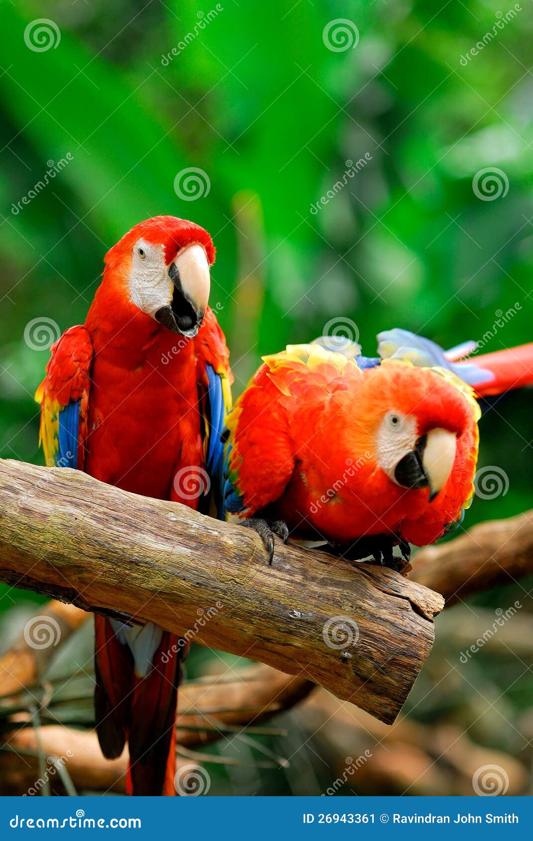 Parrots editorial photo. Image of nature, parrots, parrot - 26943361