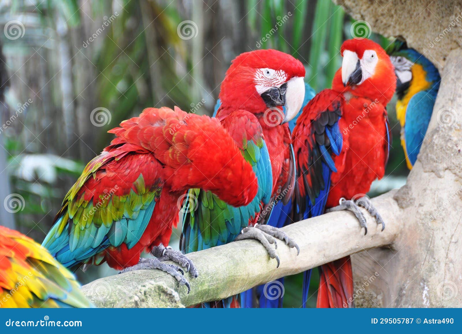 115 Tree Full Parrots Stock Photos - Free & Royalty-Free Stock Photos ...