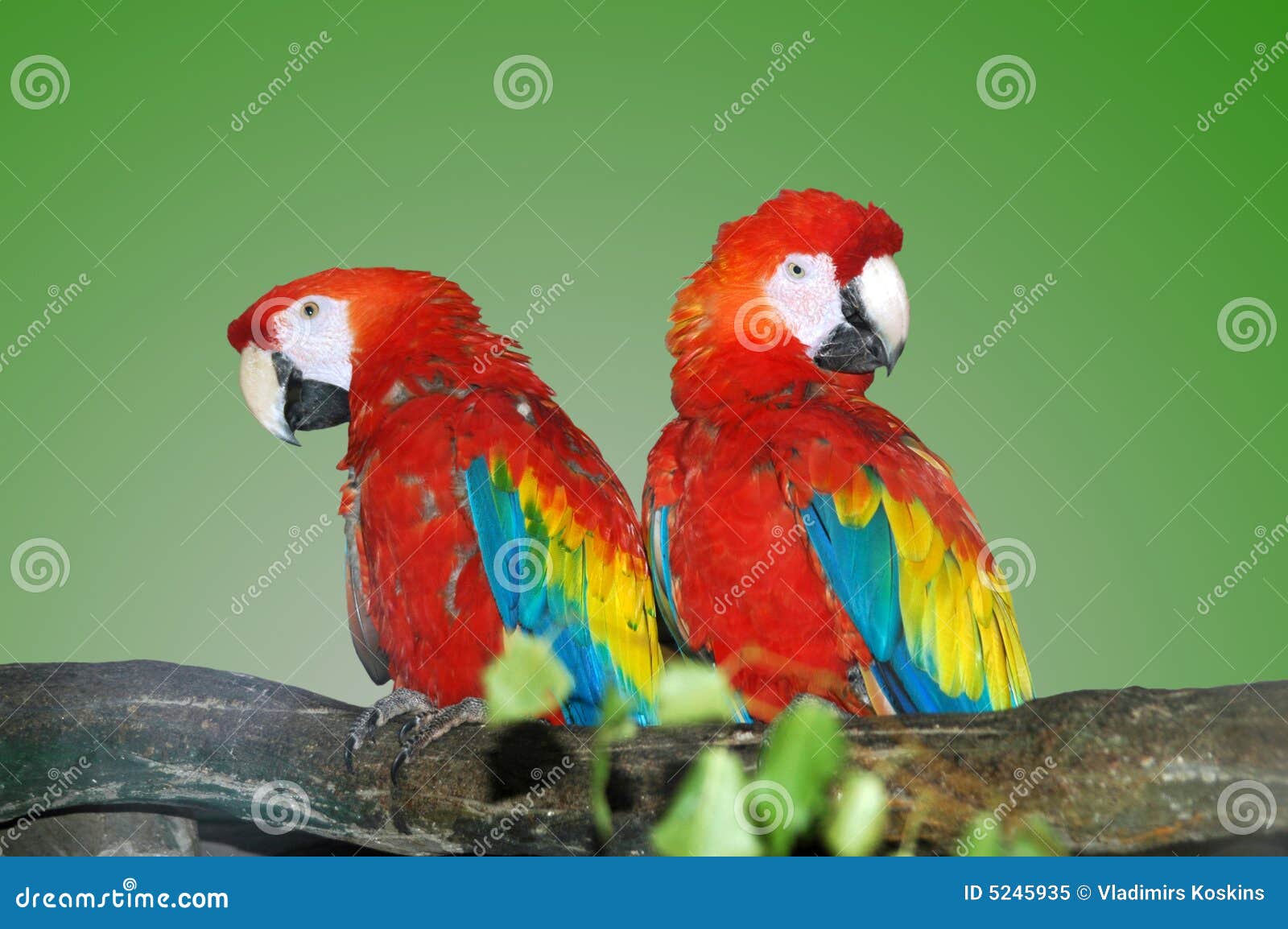 Parrots stock image. Image of ornate, birds, branch, tree - 5245935