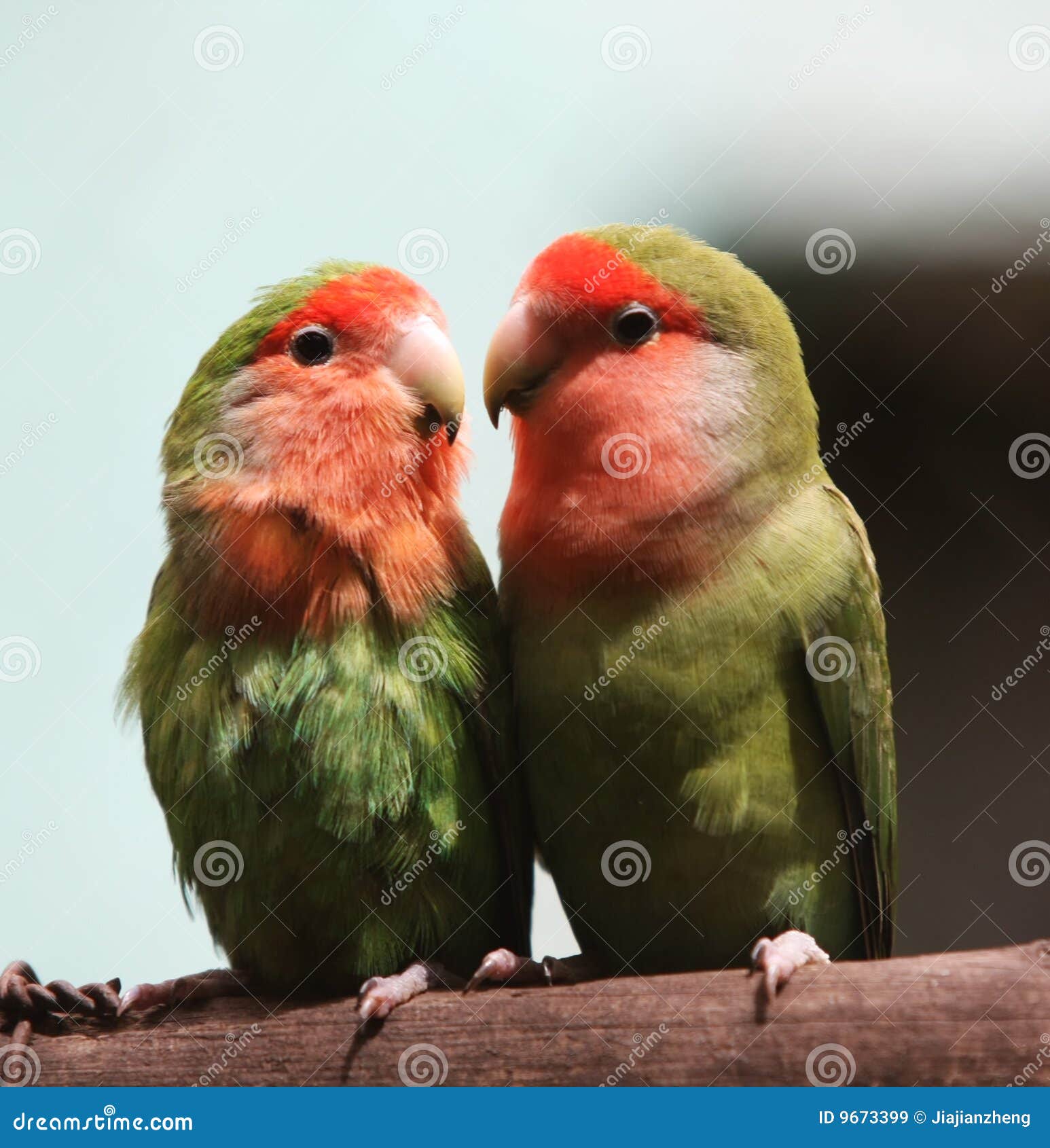 Parrots stock image. Image of forest, love, bird, double - 9673399