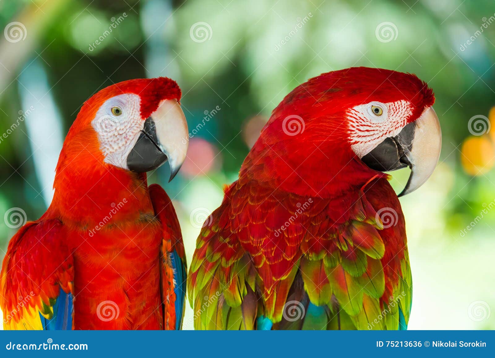 Gangster Parrot Stock Photos - Free & Royalty-Free Stock Photos from ...
