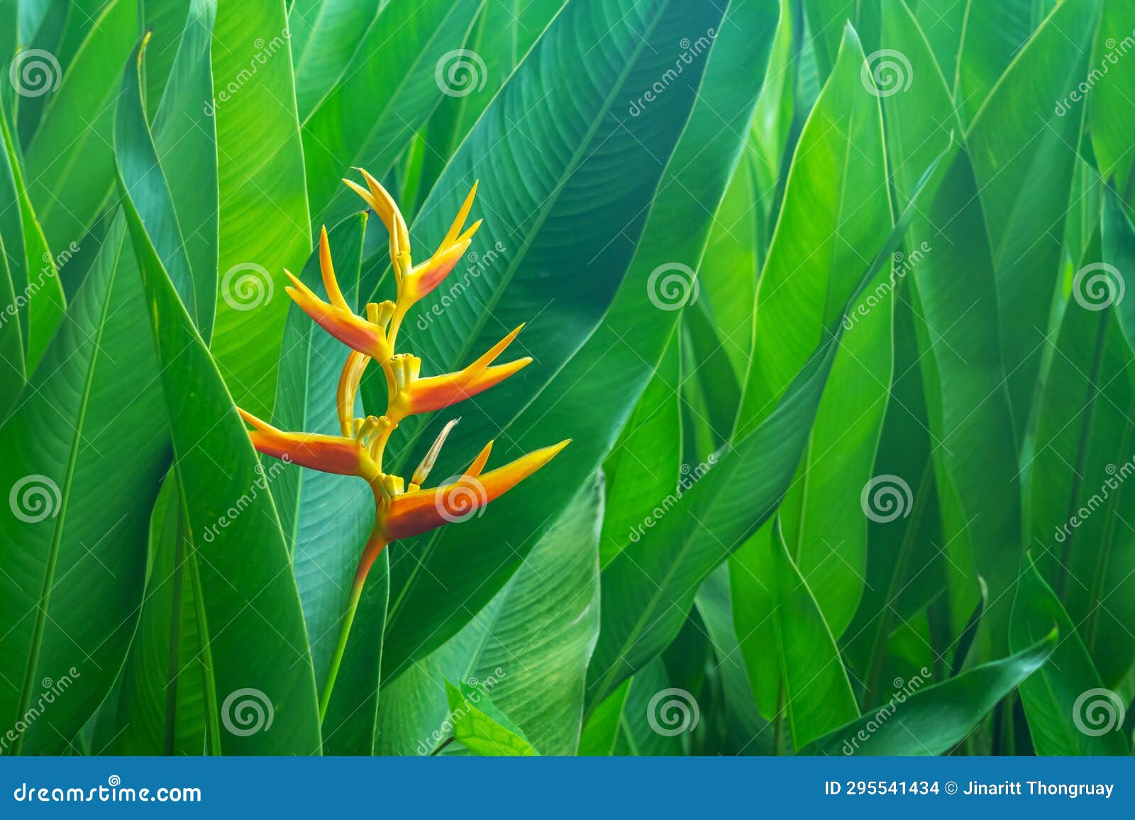 A Parrots Beak Heliconia (heliconia Psittacorum). Stock Photo - Image ...