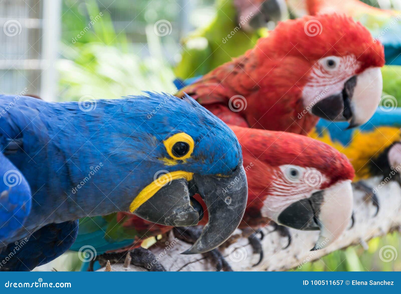 Parrots stock image. Image of wild, blue, beautiful - 100511657