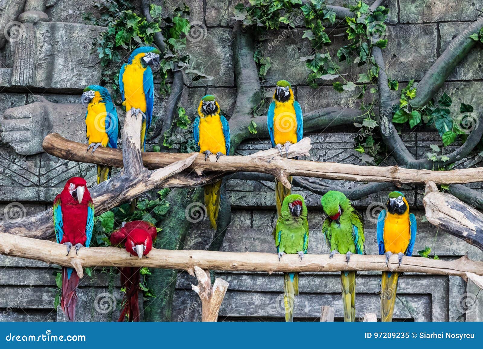Parrots Bird Macaw Sit on a Branch. Stock Image - Image of palm, green ...