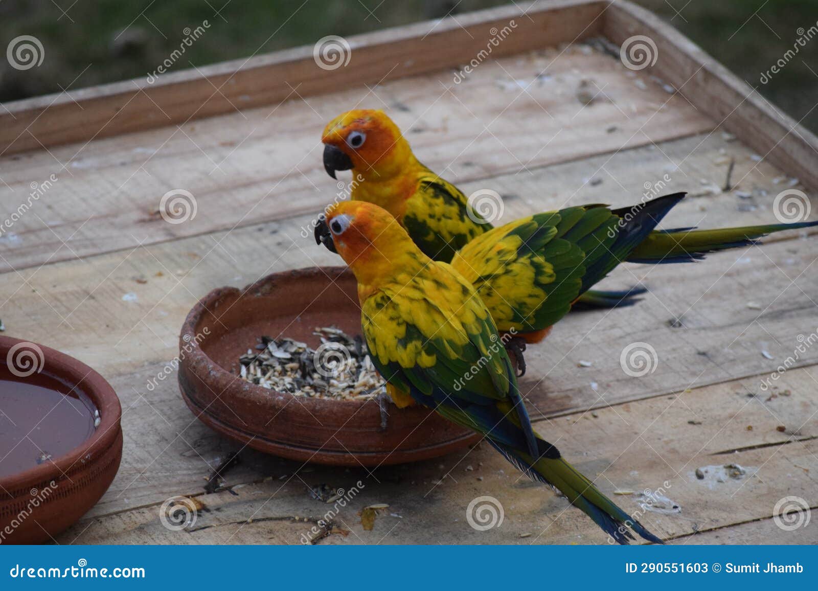 Parrots in bird park stock image. Image of parrot, bird - 290551603