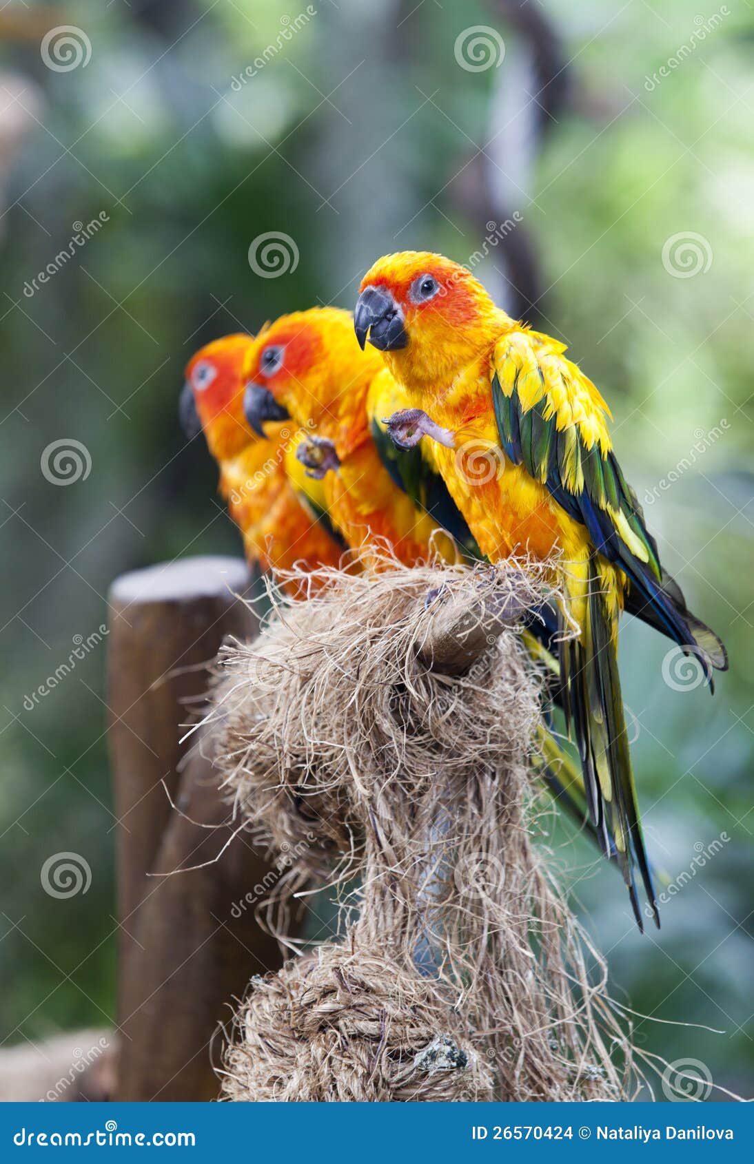 Parrots on a branch stock photo. Image of colorful, active - 26570424