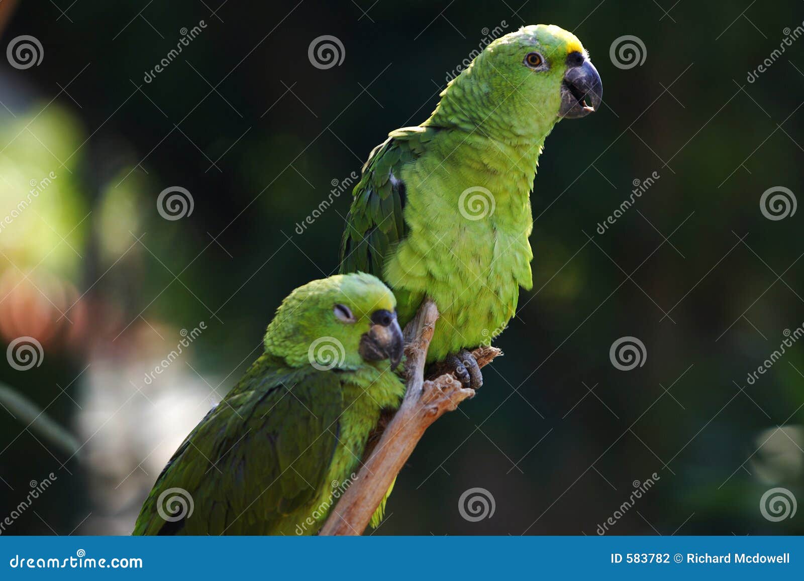 Parrots on a branch stock photo. Image of nature, wild - 583782