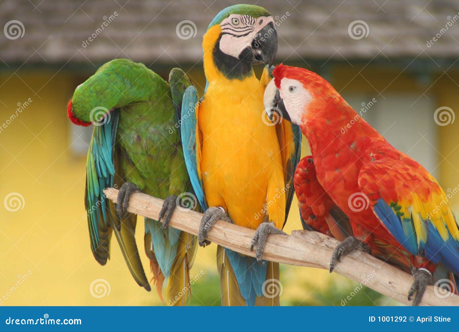 Parrots Buddies stock photo. Image of beautiful, three - 1001292