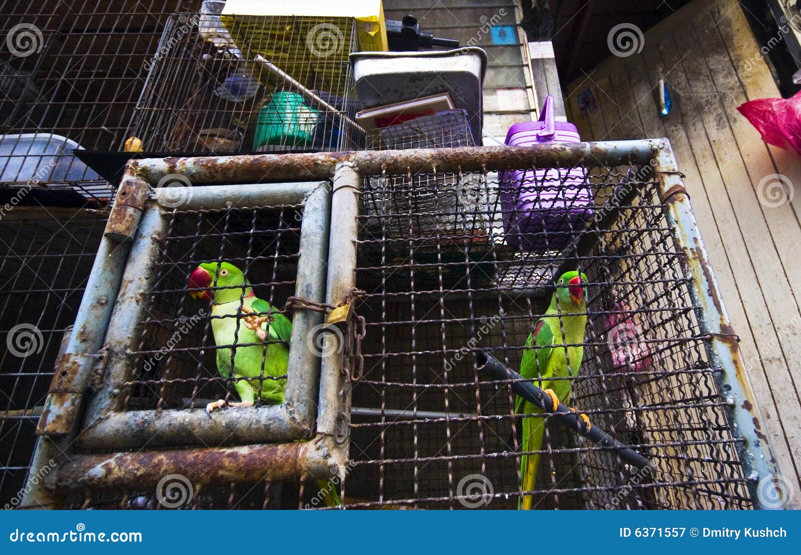 Parrots in a cage stock image. Image of parroket, beak - 6371557