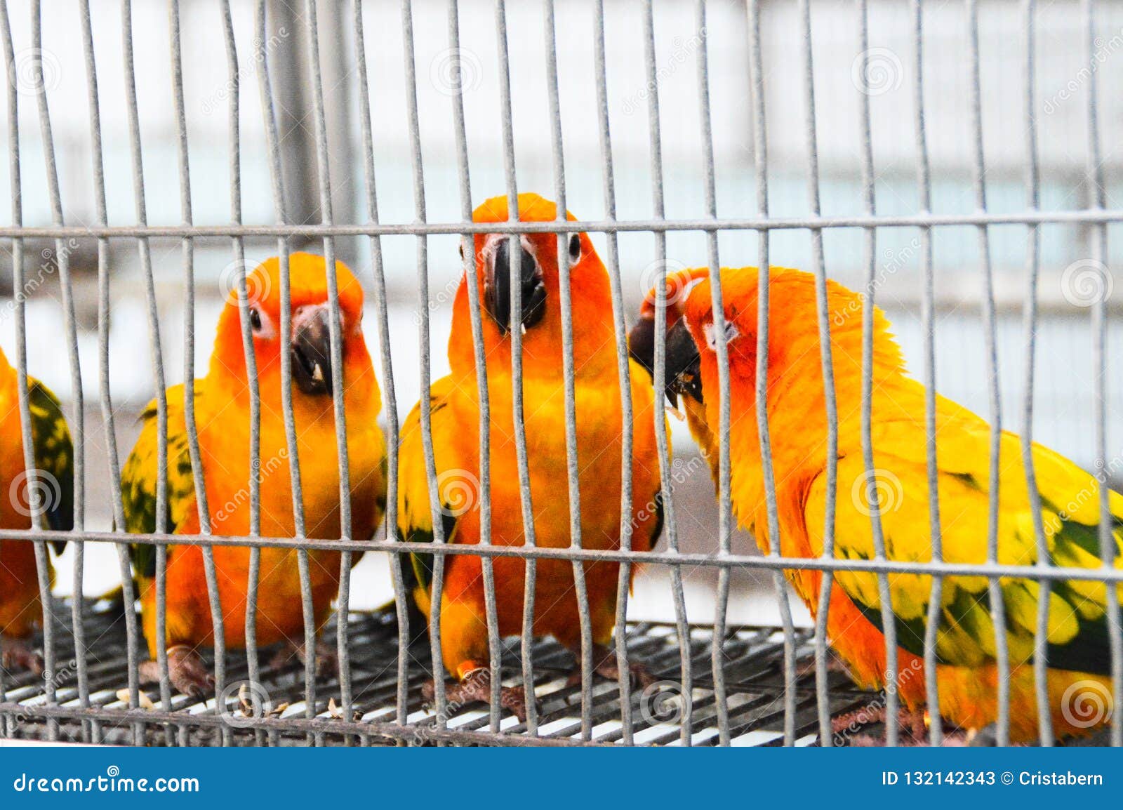 Parrots in a cage stock image. Image of parrots, iron - 132142343
