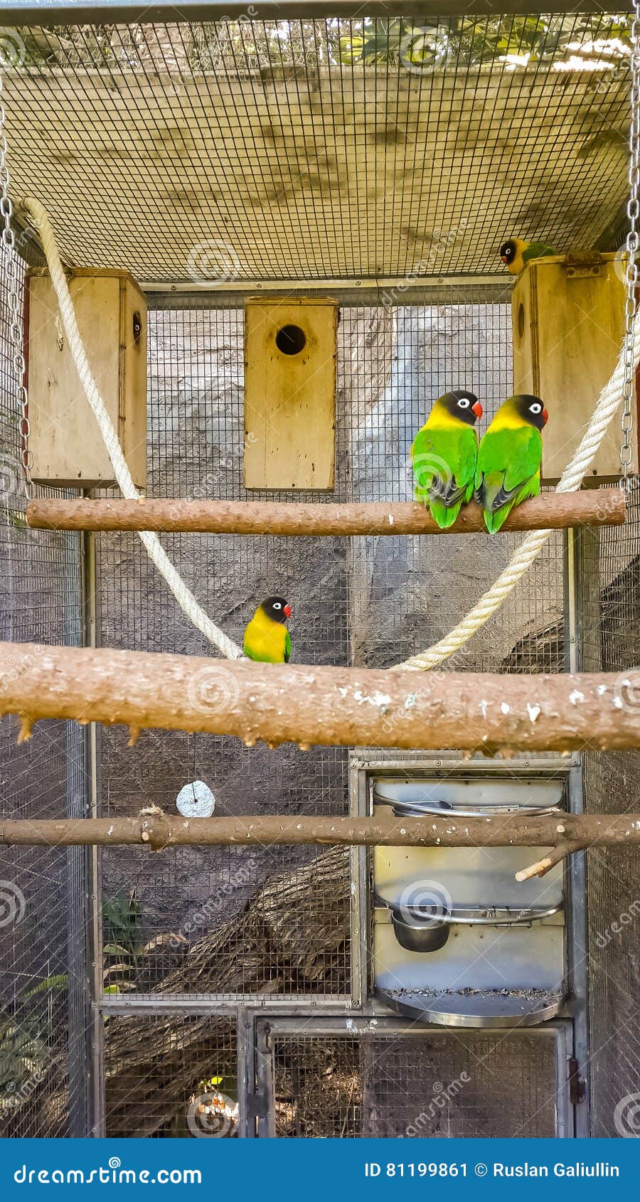 Parrots in cell stock image. Image of brown, budgie, white - 81199861