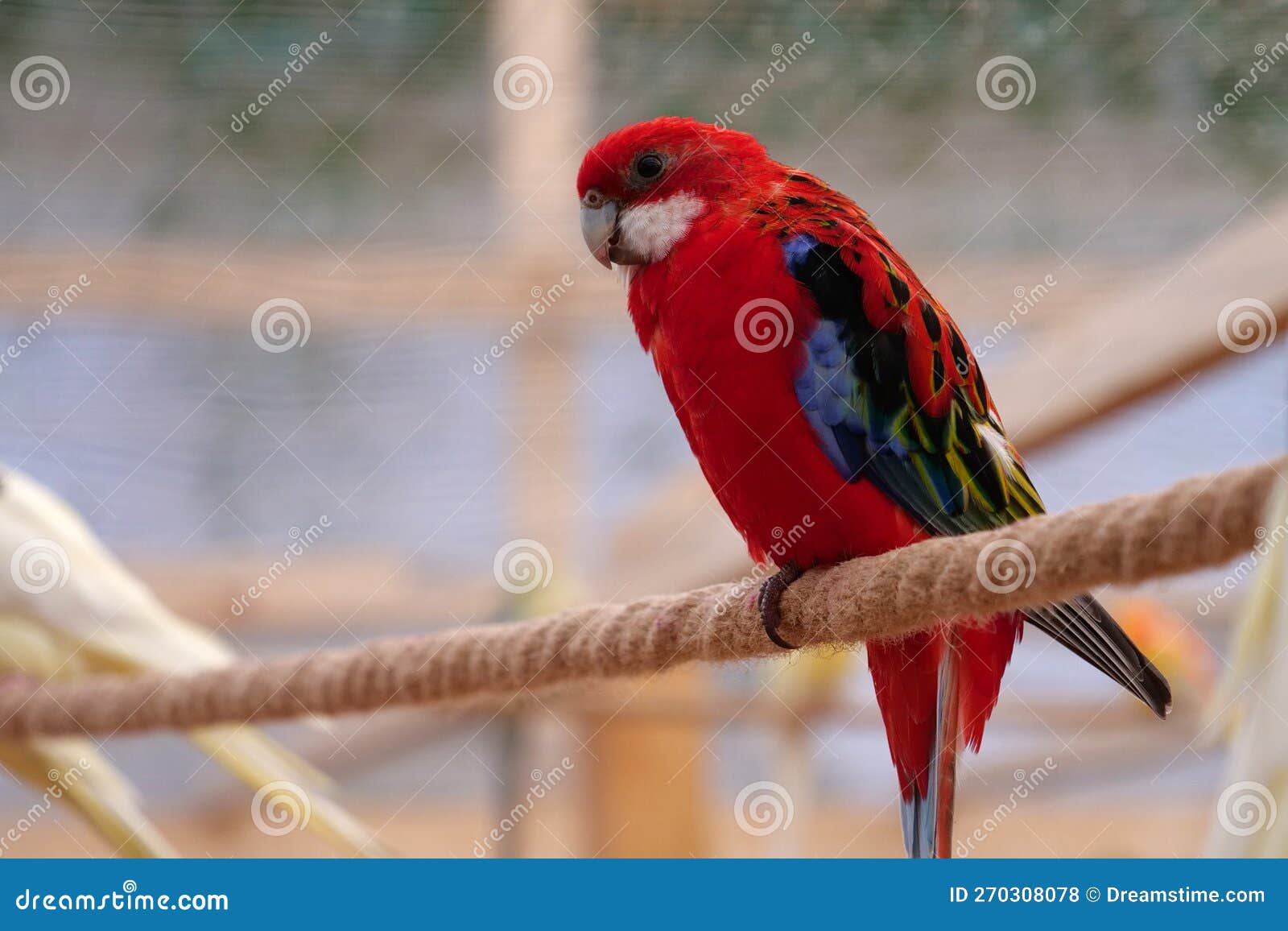 Parrots with Colorful Feathers Sits on Rope in the Aviary Stock Photo ...