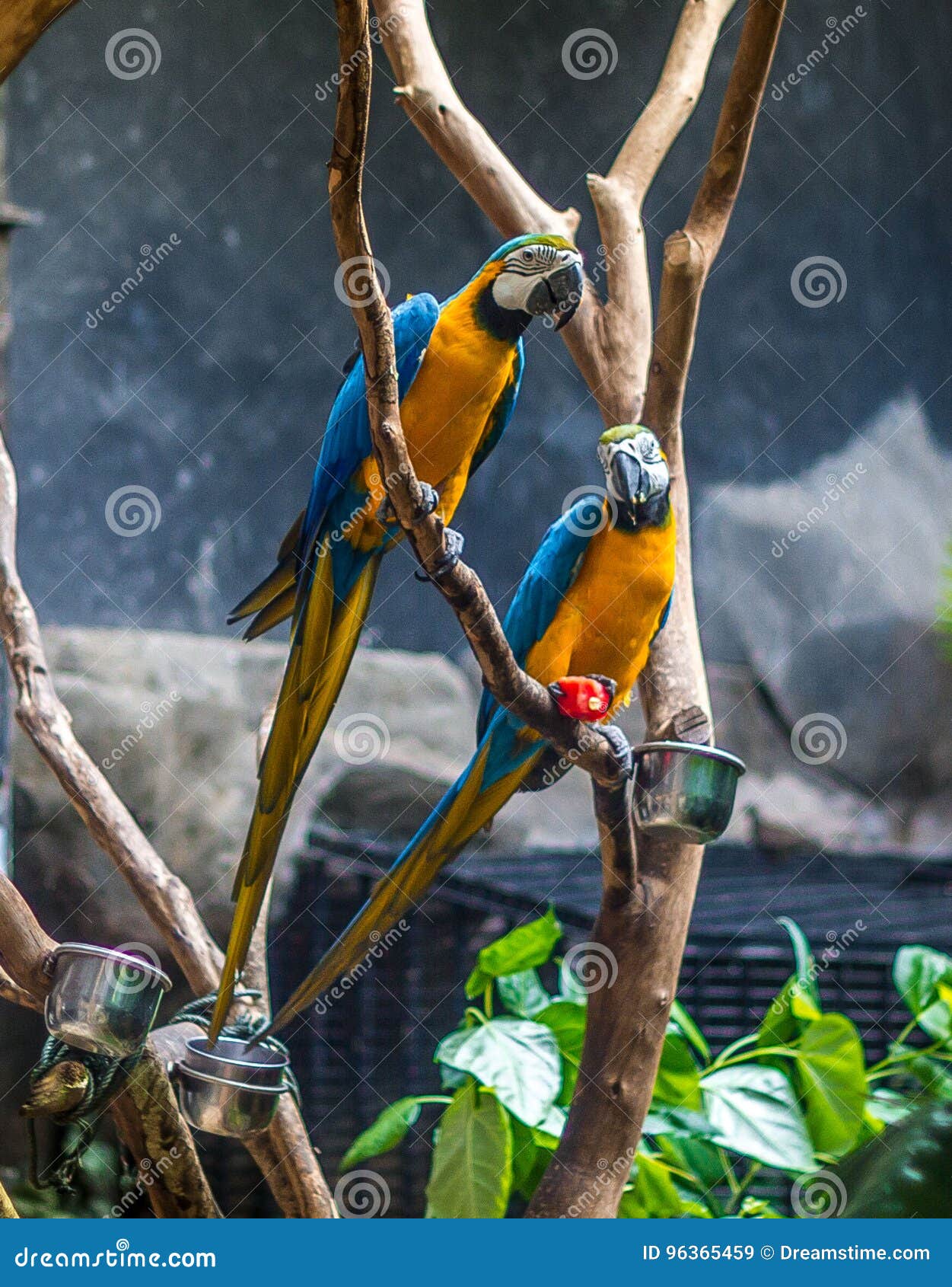 Parrots Couple stock image. Image of maccaws, macaw, feathered - 96365459