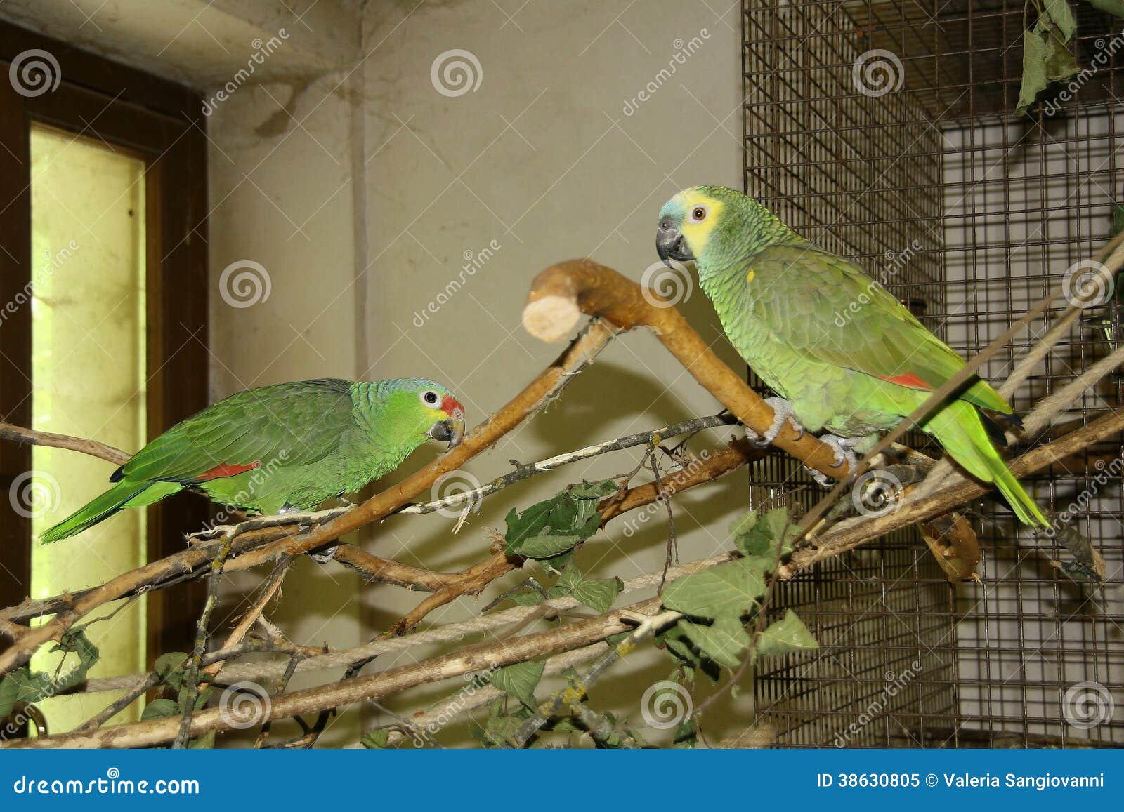Parrots stock image. Image of natural, amazon, plants - 38630805