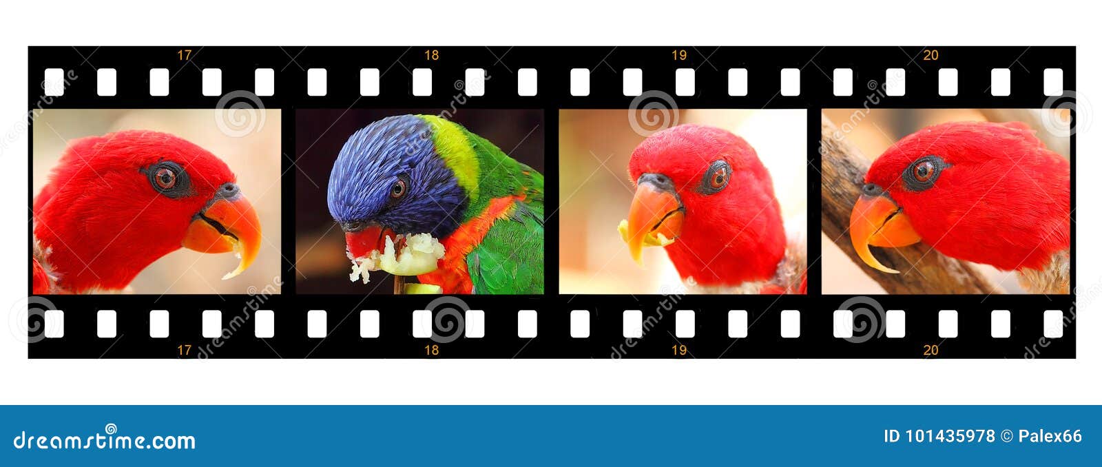 Parrots. Creative Portrait Cropping Stock Photo - Image of fruits ...