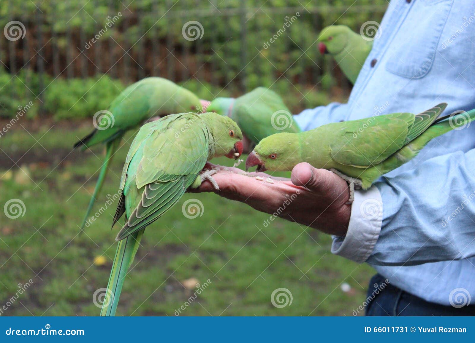 Parrots eat stock image. Image of nature, hand, green - 66011731