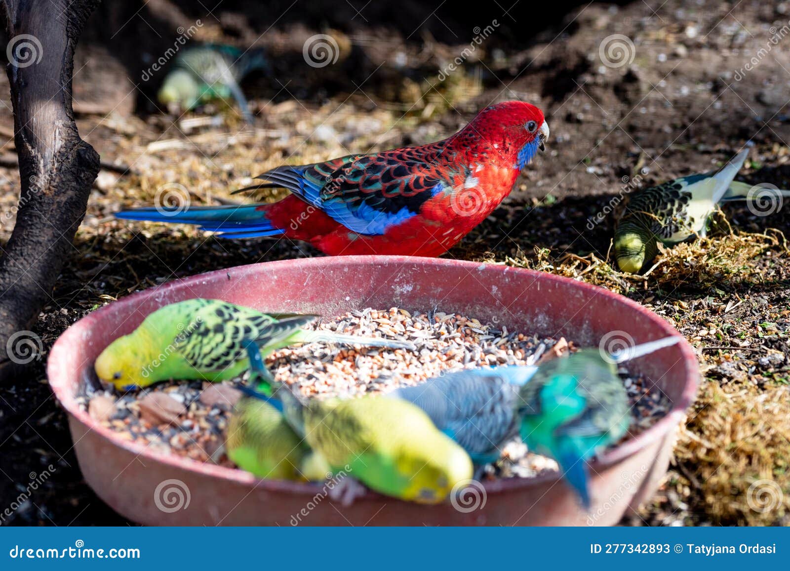 Parrots Eating Corn and Vegetables. Red Parrot Stock Image - Image of ...