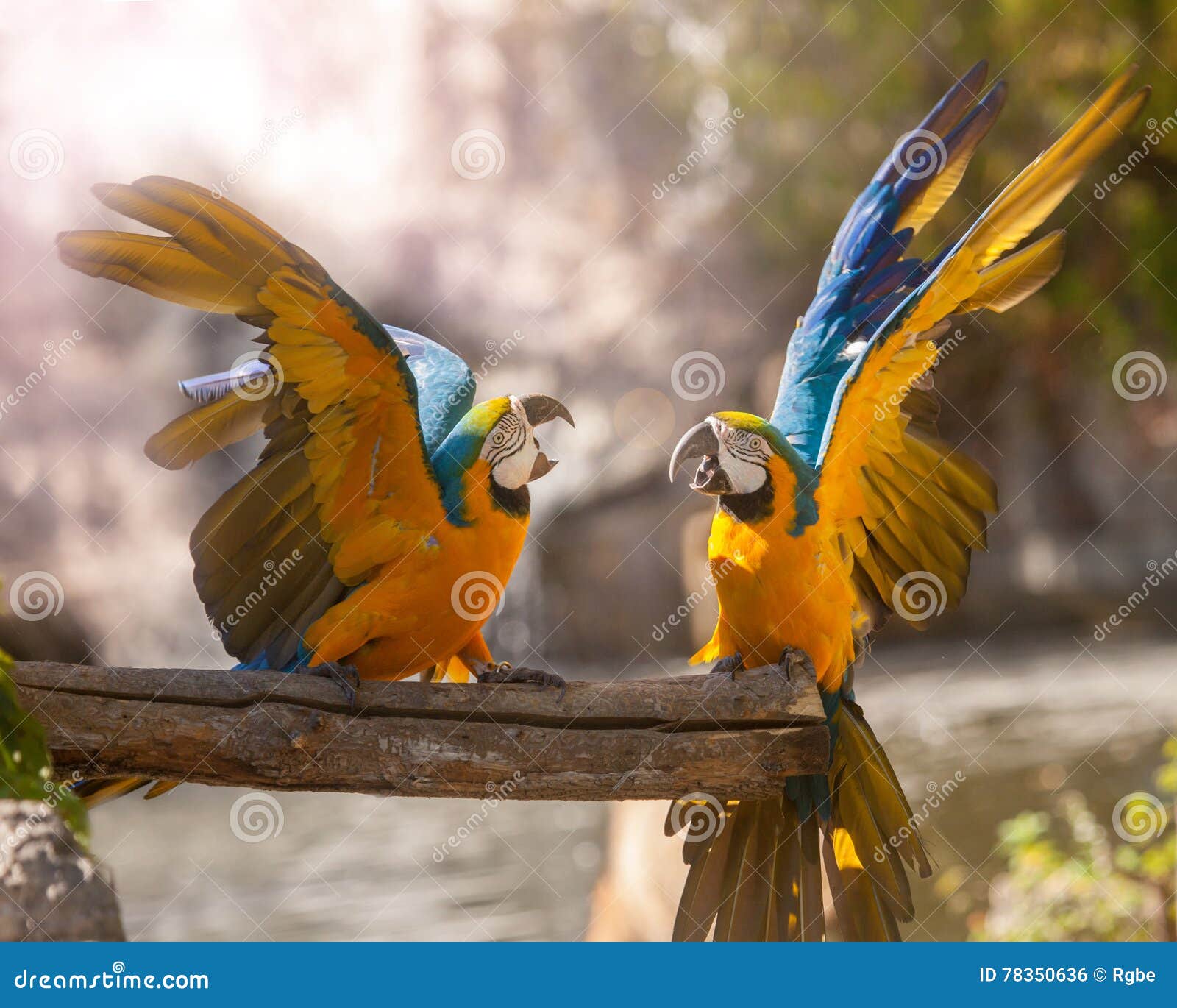 Parrots stock photo. Image of animal, parrots, head, close - 78350636