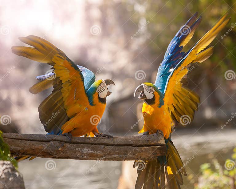 Parrots stock photo. Image of animal, parrots, head, close - 78350636