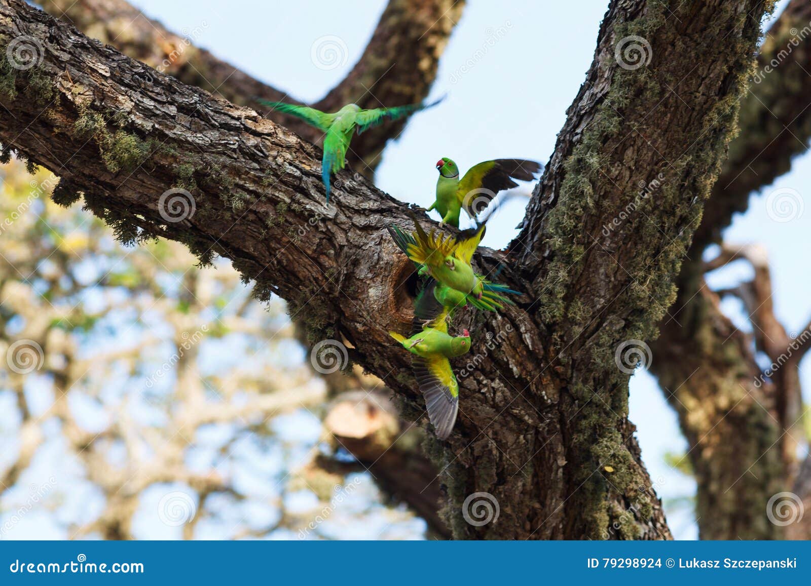 Parrots Fighting Royalty-Free Stock Image | CartoonDealer.com #47192056