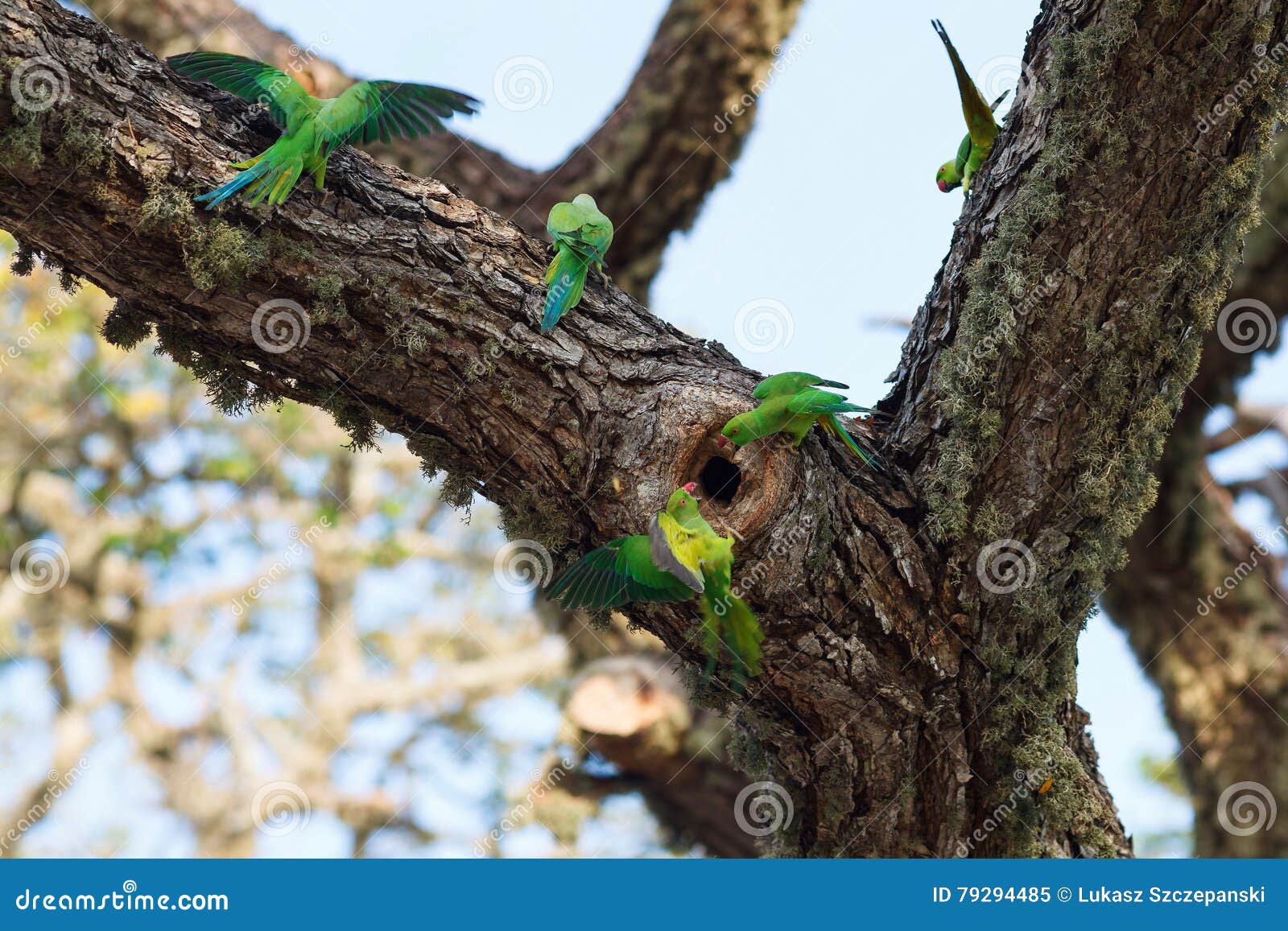Parrots Fighting Royalty-Free Stock Image | CartoonDealer.com #47192056