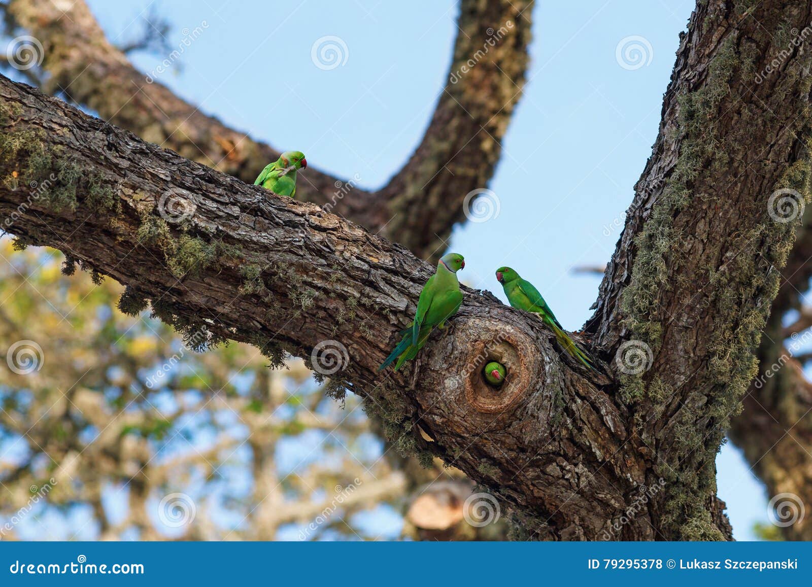 Parrots Fighting Royalty-Free Stock Image | CartoonDealer.com #47192056