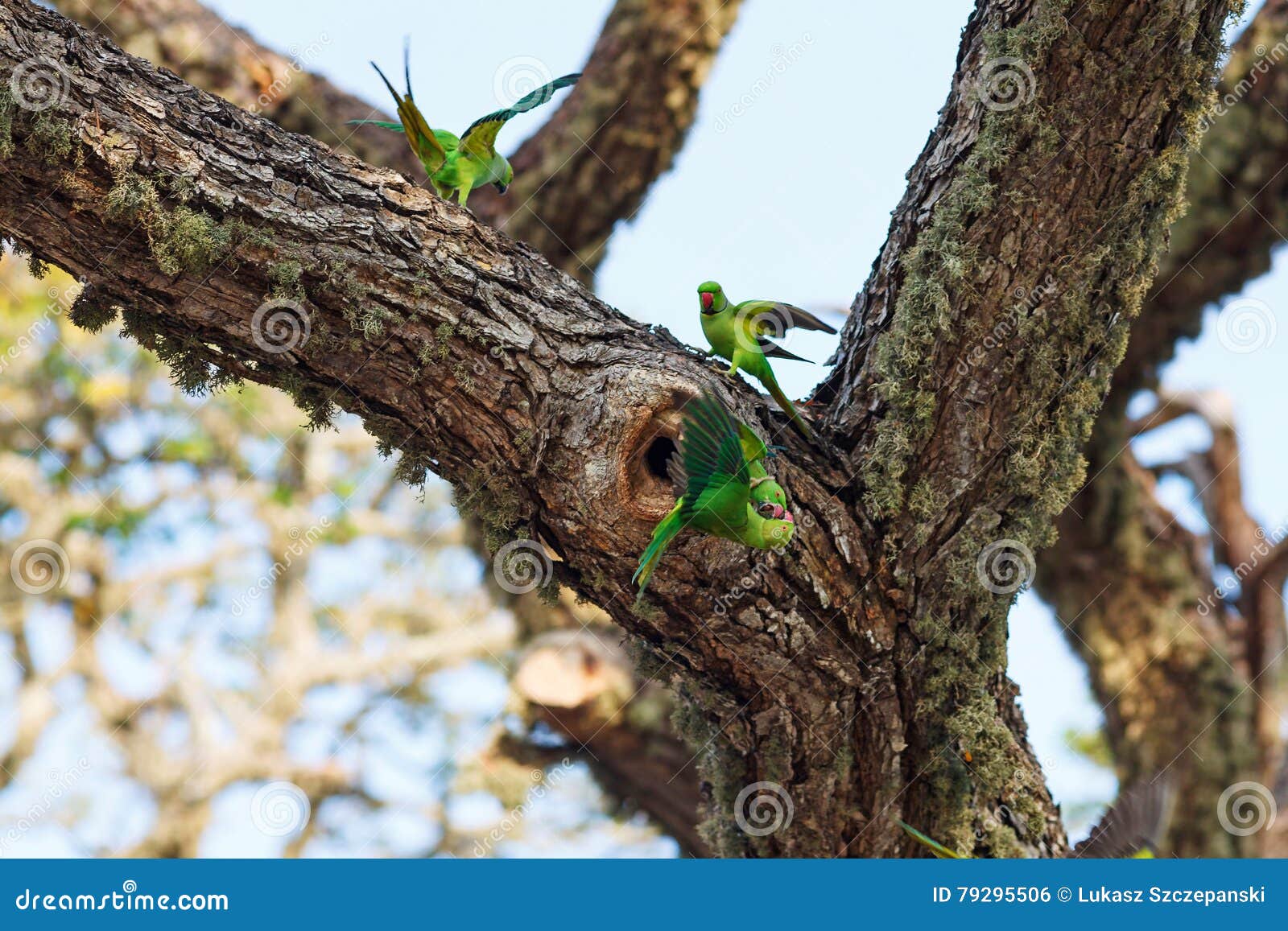 Parrots Fighting Royalty-Free Stock Image | CartoonDealer.com #47192056