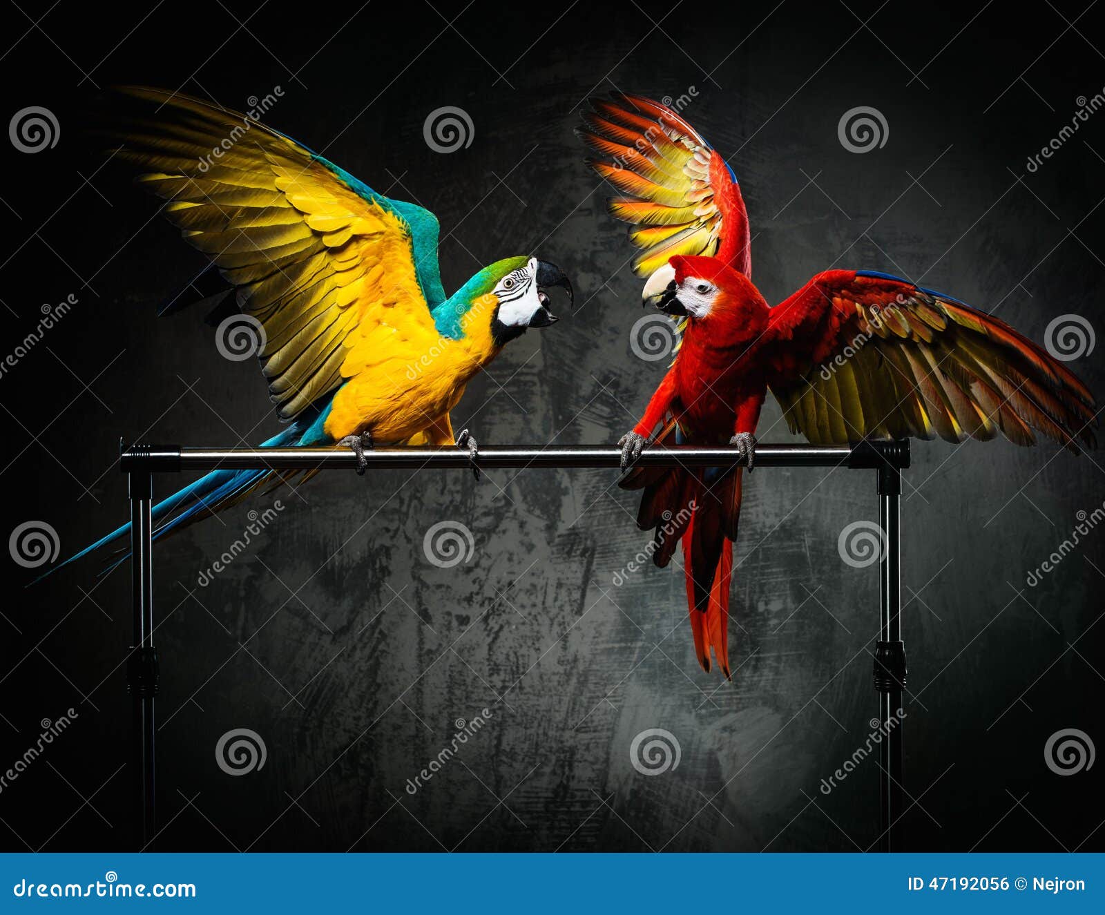 22,882 Parrots Parrots Stock Photos - Free & Royalty-Free Stock Photos ...