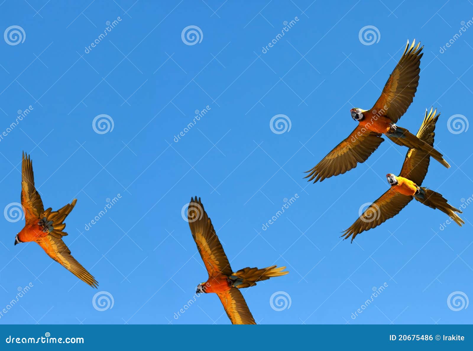 Parrots in flight stock photo. Image of bird, sunlight - 20675486