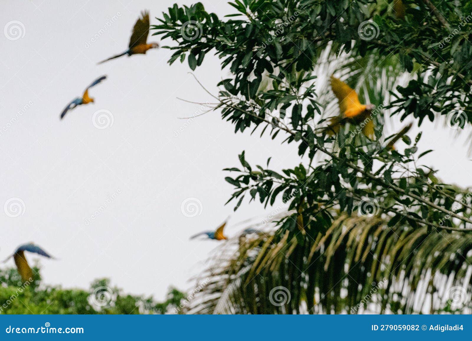 Parrots Fly the Amazon Region Stock Photo - Image of garden, amazon ...