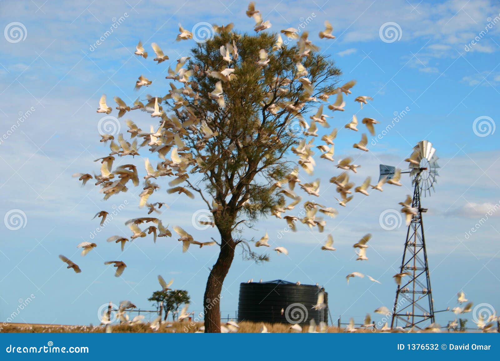 Parrots fly from trees stock photo. Image of roads, motoring - 1376532