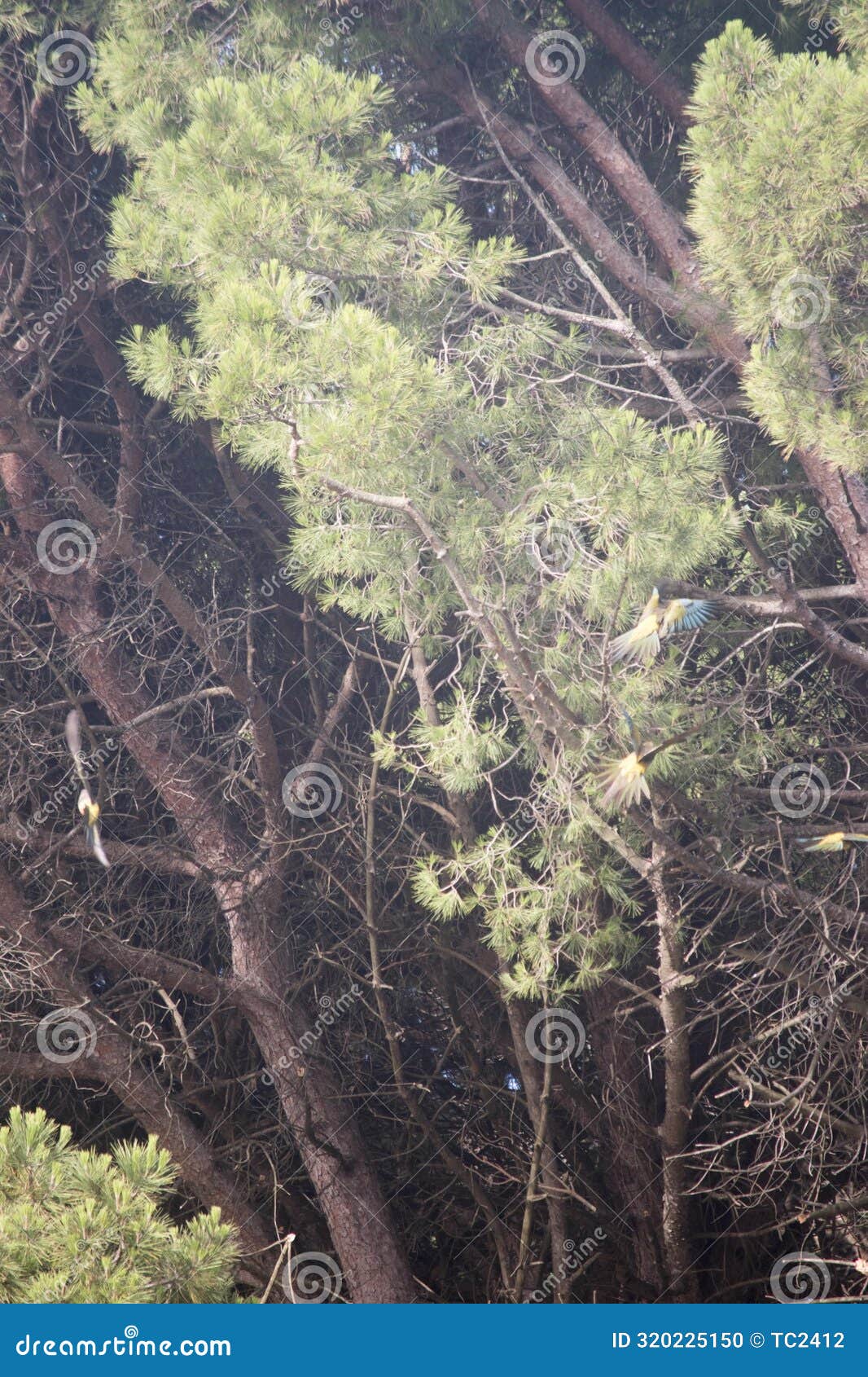 Parrots Flying among the Pine Trees in Miramar Stock Photo - Image of ...