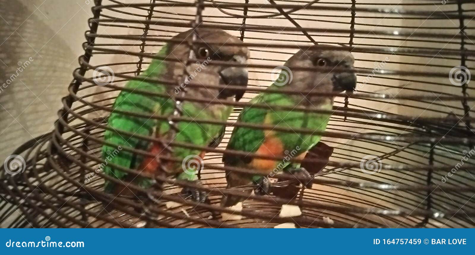 Parrots stock image. Image of friend, beautiful, young - 164757459