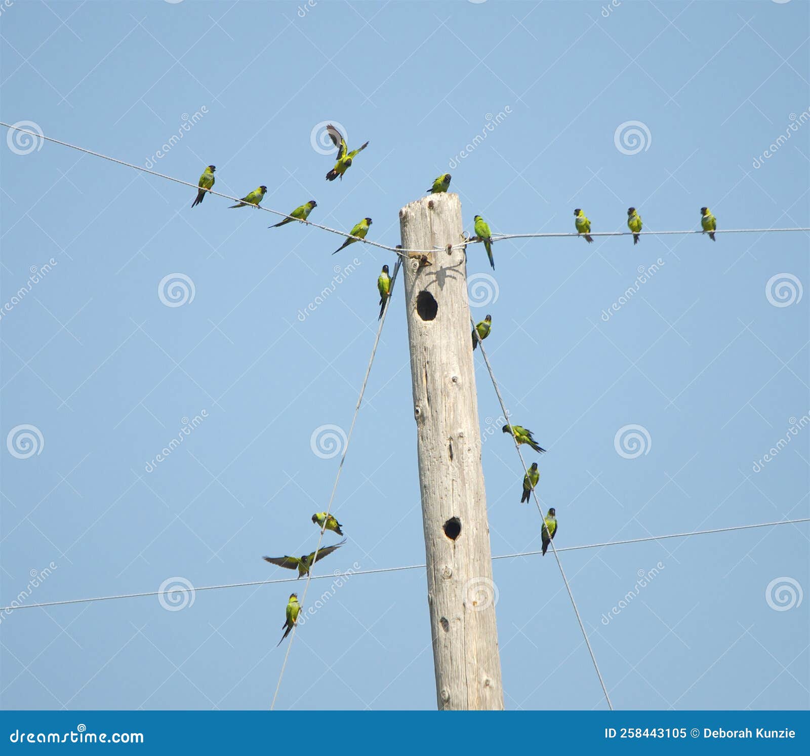 Parrots Galore Sitting on Telephone Wires. Stock Image - Image of pole ...