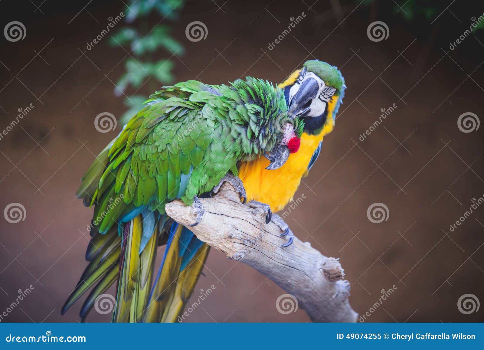 Parrots Grooming stock image. Image of parrots, green - 49074255