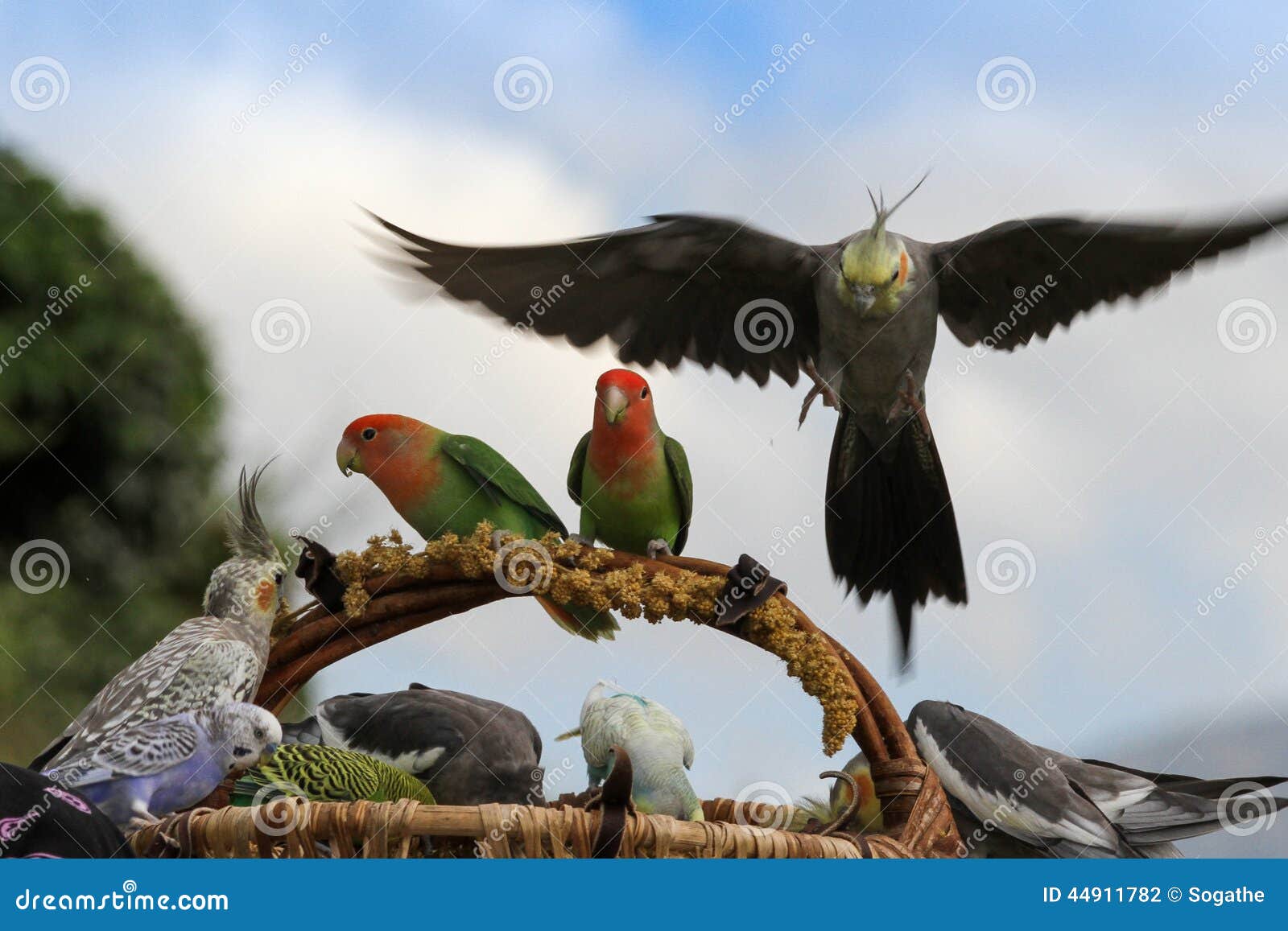 The parrots stock photo. Image of night, jungle, cloud - 44911782