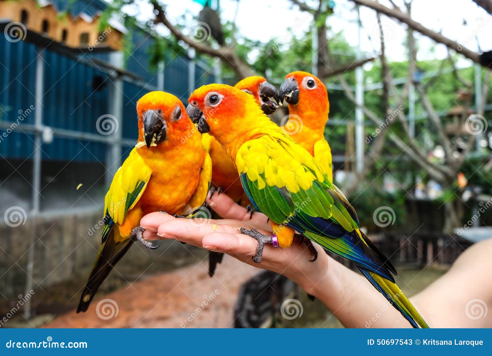 Parrots are on the hand stock image. Image of animal - 50697543