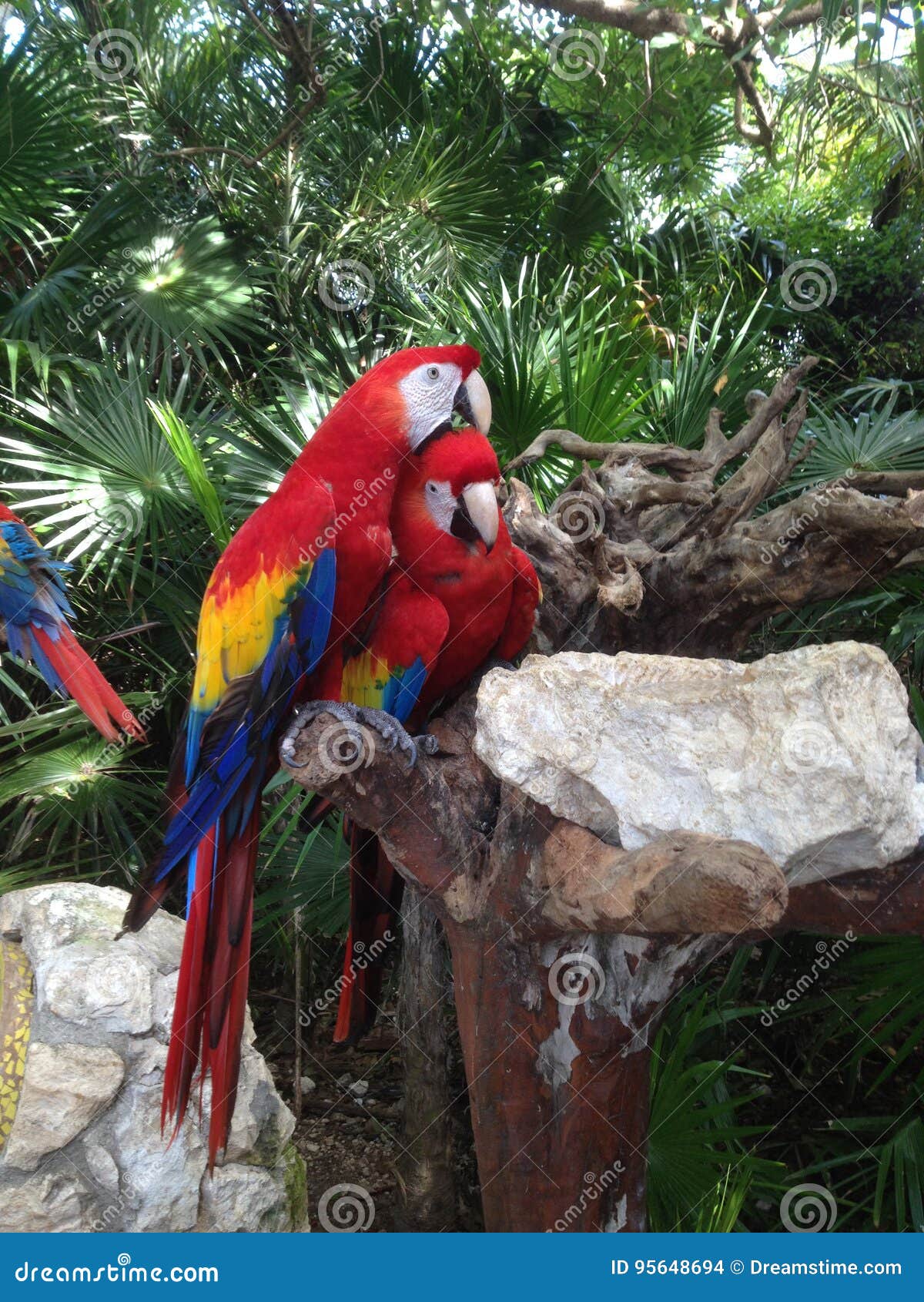 Parrots Hugging on Tree stock photo. Image of parrots - 95648694