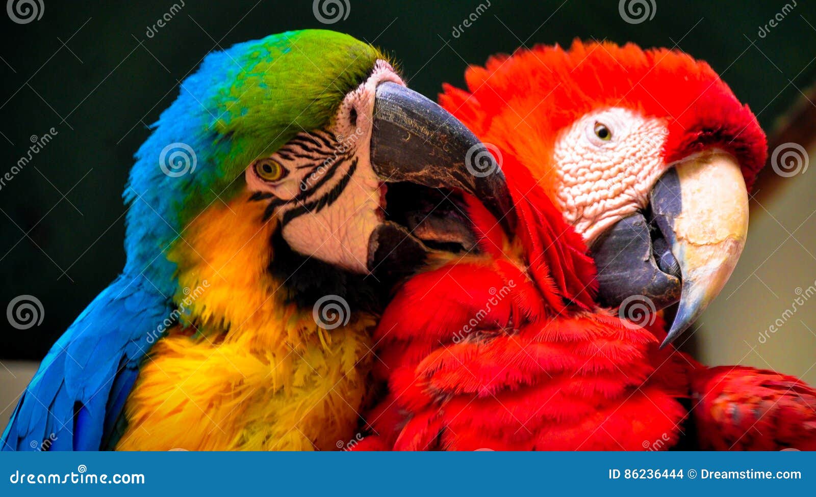 Parrots hugging stock photo. Image of guatemala, america - 86236444