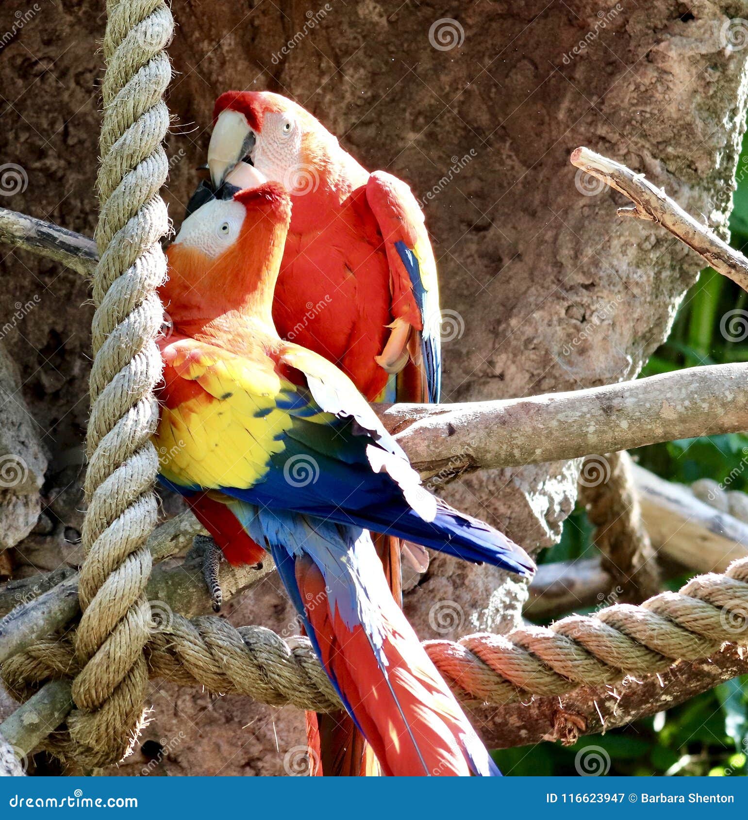 Parrot feeding stock image. Image of feeding, interacting - 116623947