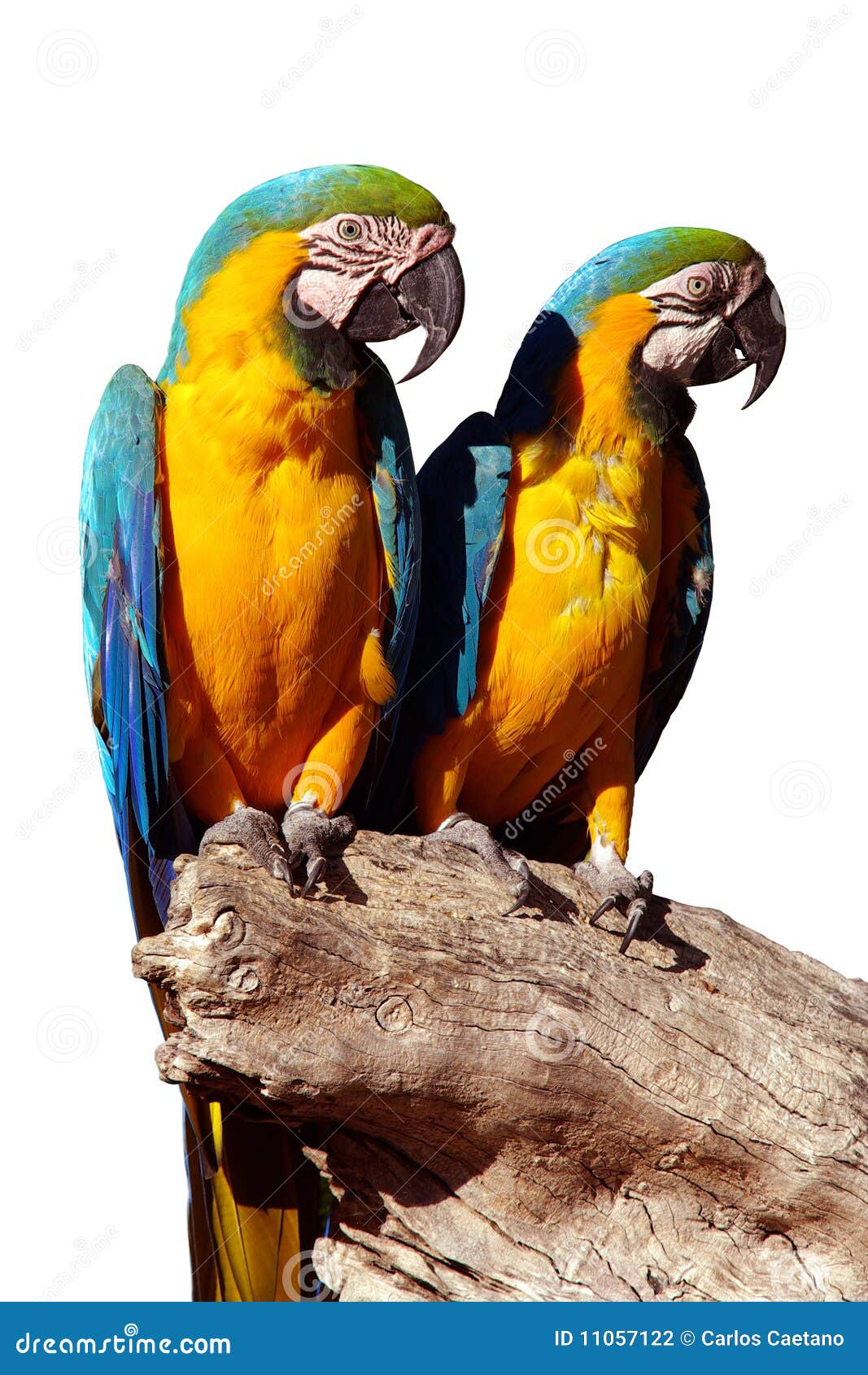 Parrots Isolated stock photo. Image of life, loving, loyal - 11057122