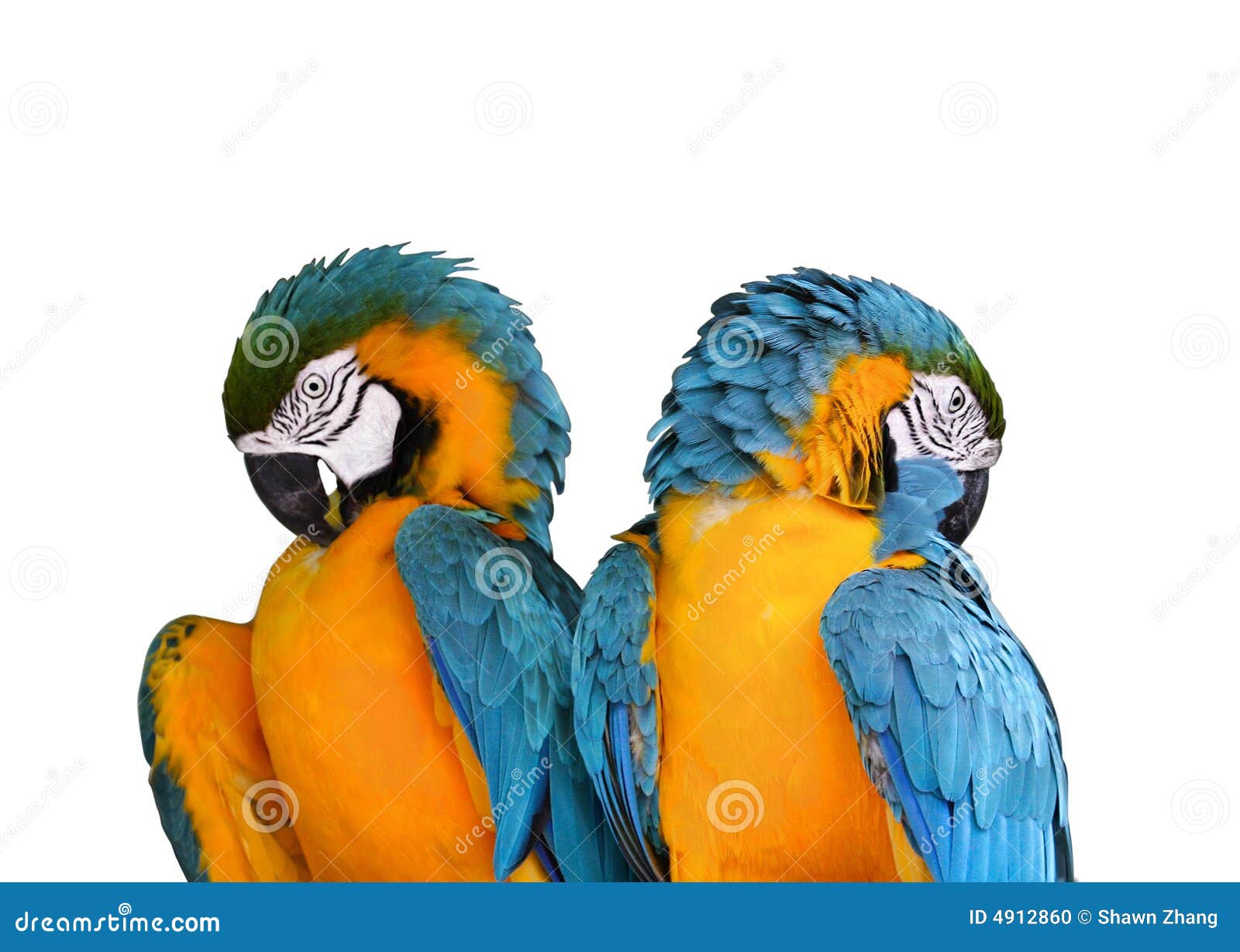 Parrots Isolated on White stock photo. Image of tropical - 4912860