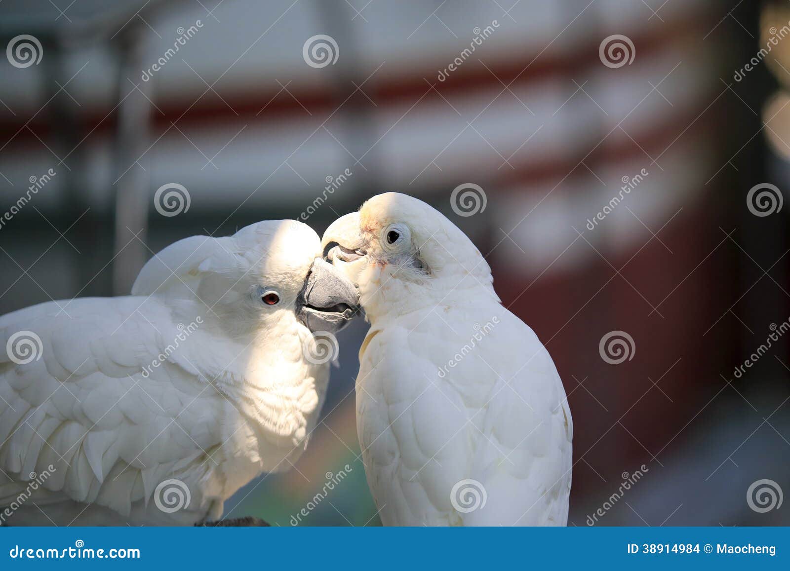Parrots kissing stock photo. Image of parrots, parrot - 38914984
