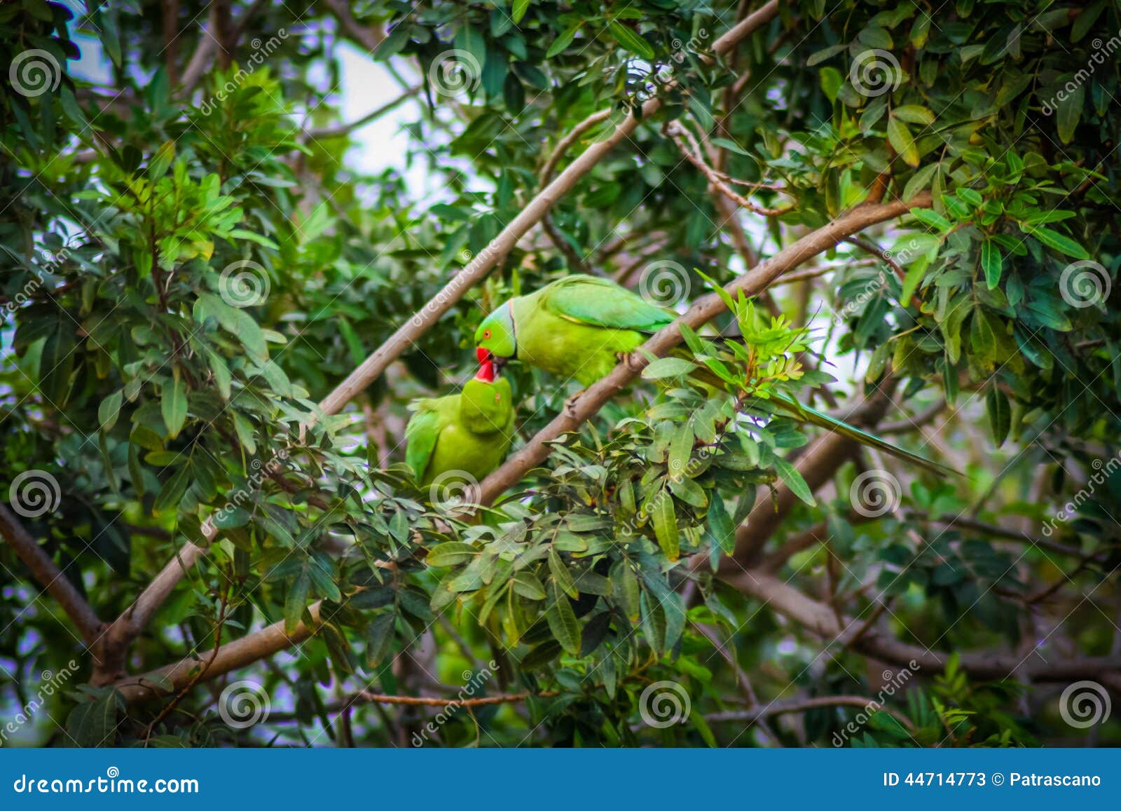 Parrots kissing stock image. Image of companionship, animal - 44714773